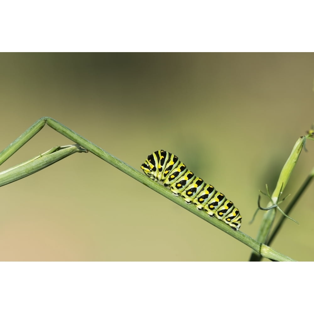 Posterazzi DPI12284959 A Caterpillar Dines On A Dill Plant - Astoria ...
