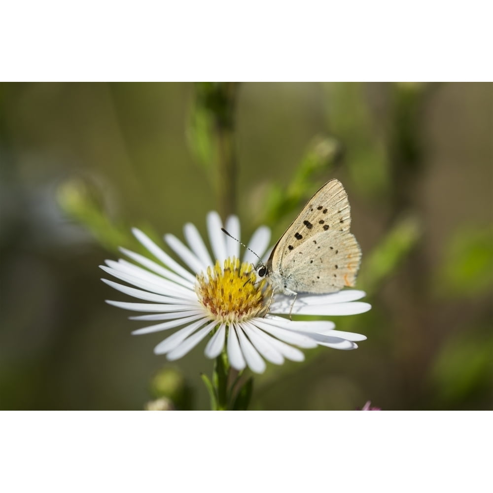 Posterazzi DPI12284960 Copper Butterfly Lycaenidae Seeks Nectar from ...