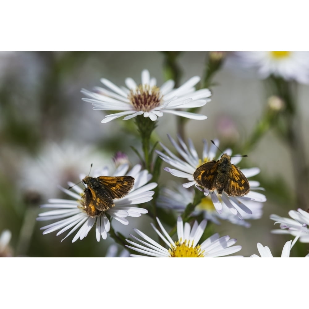 Posterazzi DPI12284961 Skipper Butterflies Feed On Aster Blossoms in a ...
