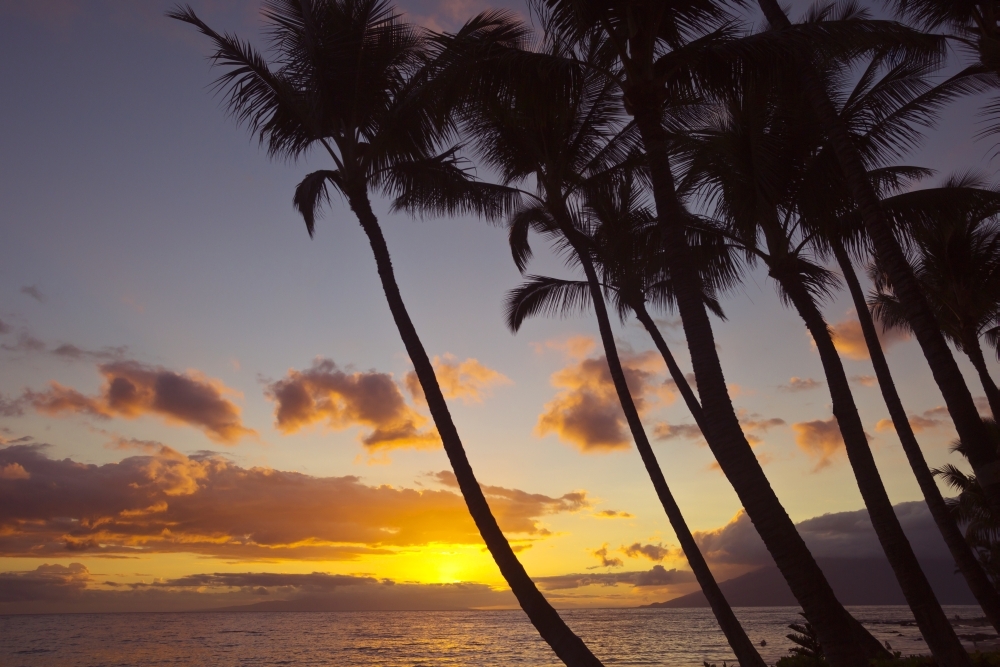 Posterazzi DPI12285834LARGE Sunset & Silhouette of Palm Trees ...