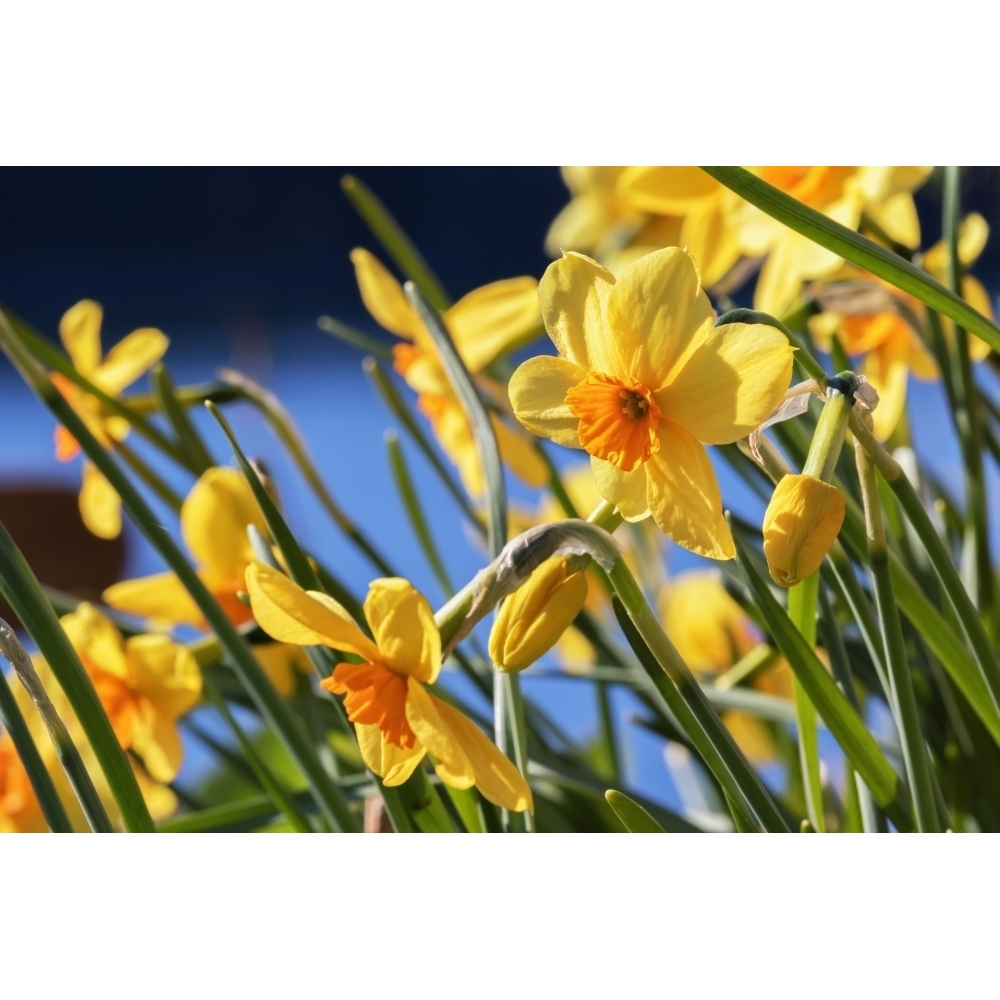 Posterazzi DPI12288206LARGE Orange & Yellow Daffodils in Bloom in ...