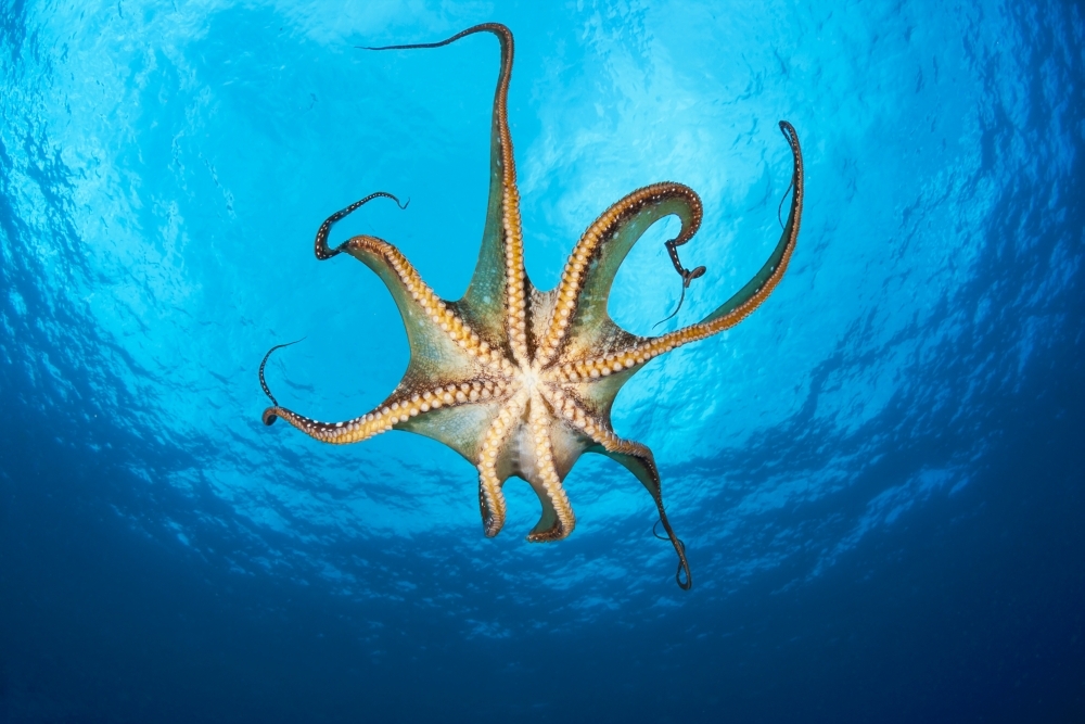 Posterazzi DPI12288519LARGE Day Octopus View of The Suckers On This ...