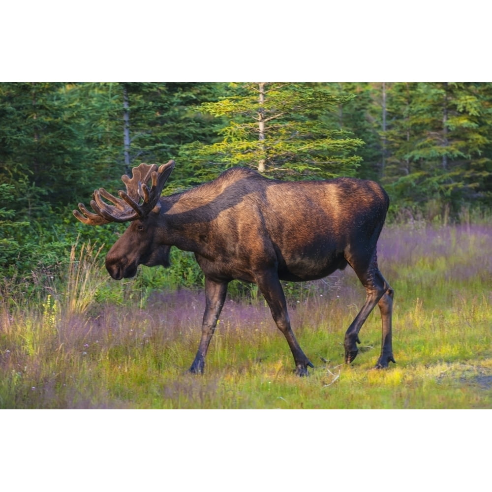 Posterazzi DPI12288665LARGE Bull Moose in Velvet Kincaid Park Anchorage Southcentral Alaska ...