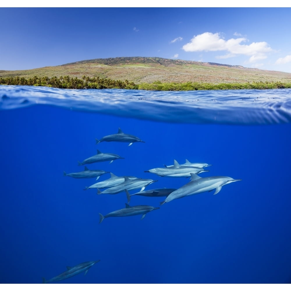 Posterazzi DPI12289487 A Split View of Spinner Dolphin Below Water & The Island of Lanai Above ...