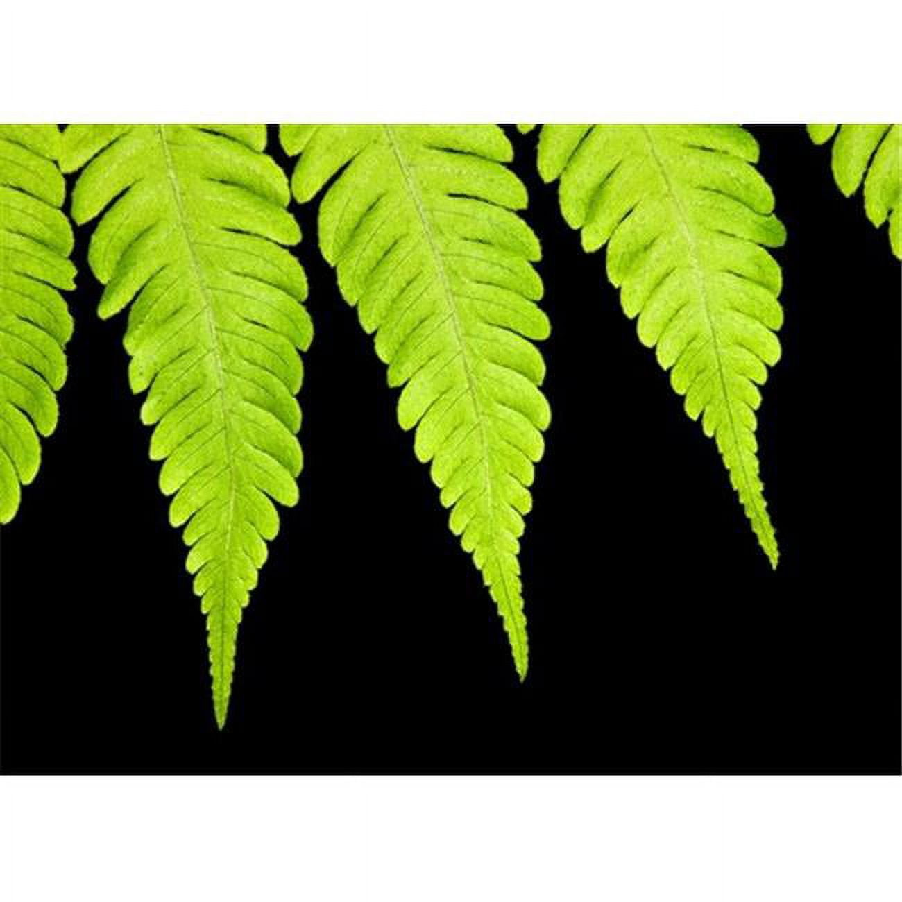 Posterazzi DPI12291903 Fern Isolated On Black Background Poster Print ...