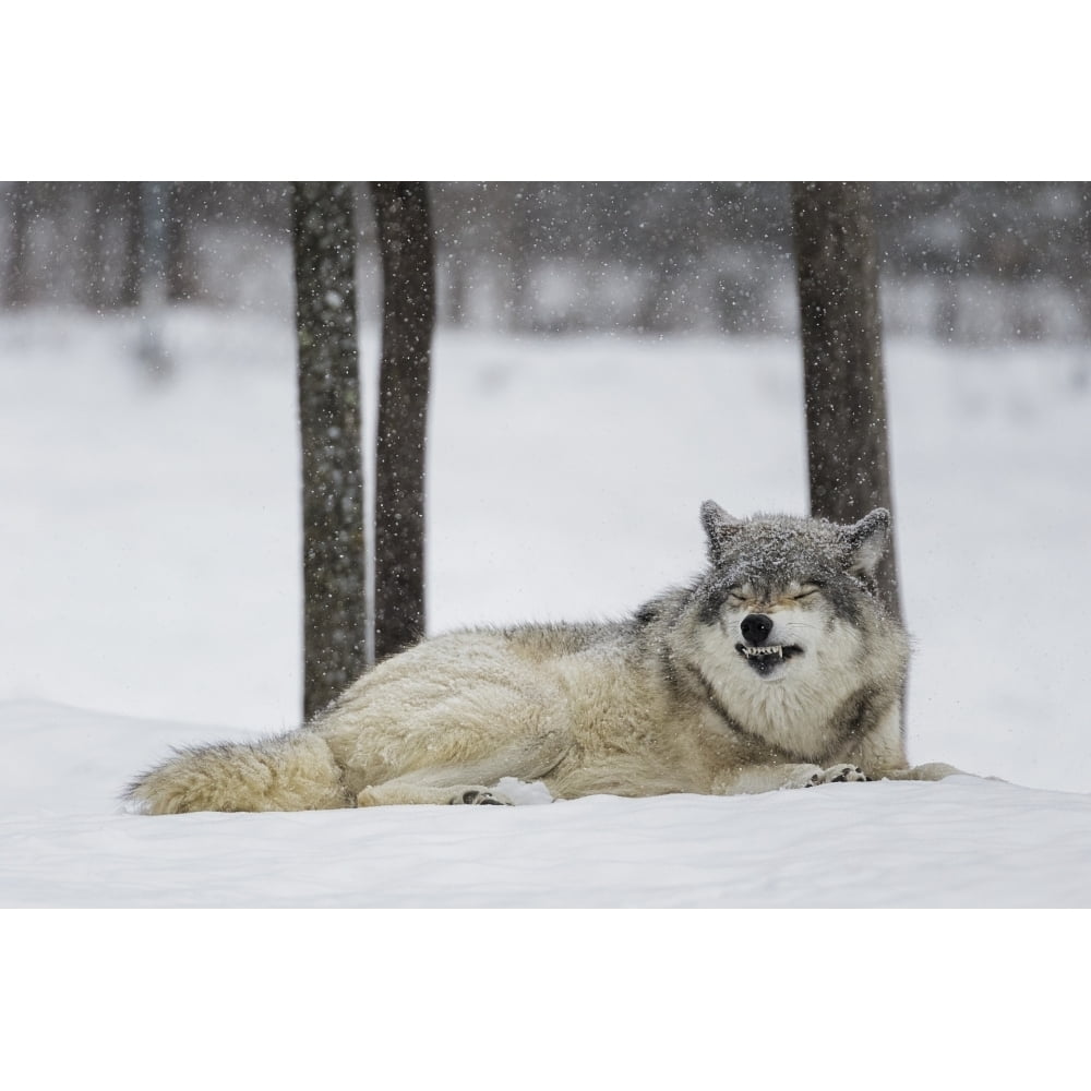 Posterazzi DPI12304039 Grey Wolf Canis Lupus Showing Submission ...