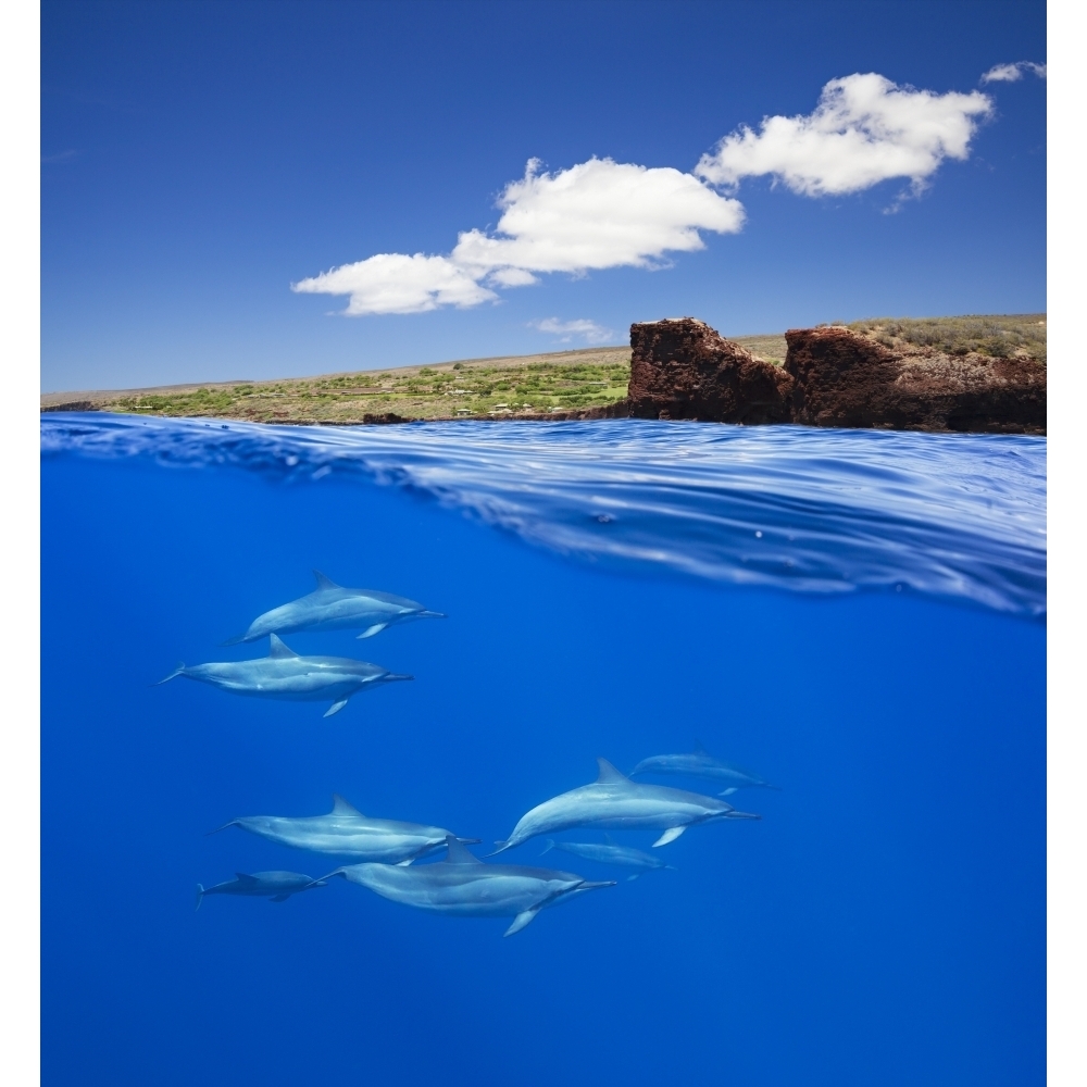 Posterazzi DPI12304298LARGE A Split View of Spinner Dolphin Below & Puu ...