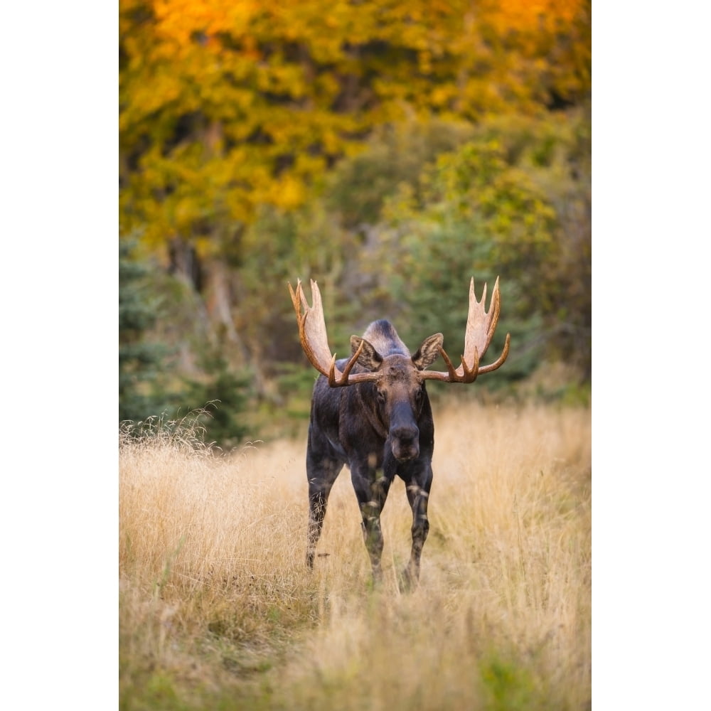 Posterazzi DPI12305255 A Bull Moose in Rut in Kincaid Park Anchorage ...