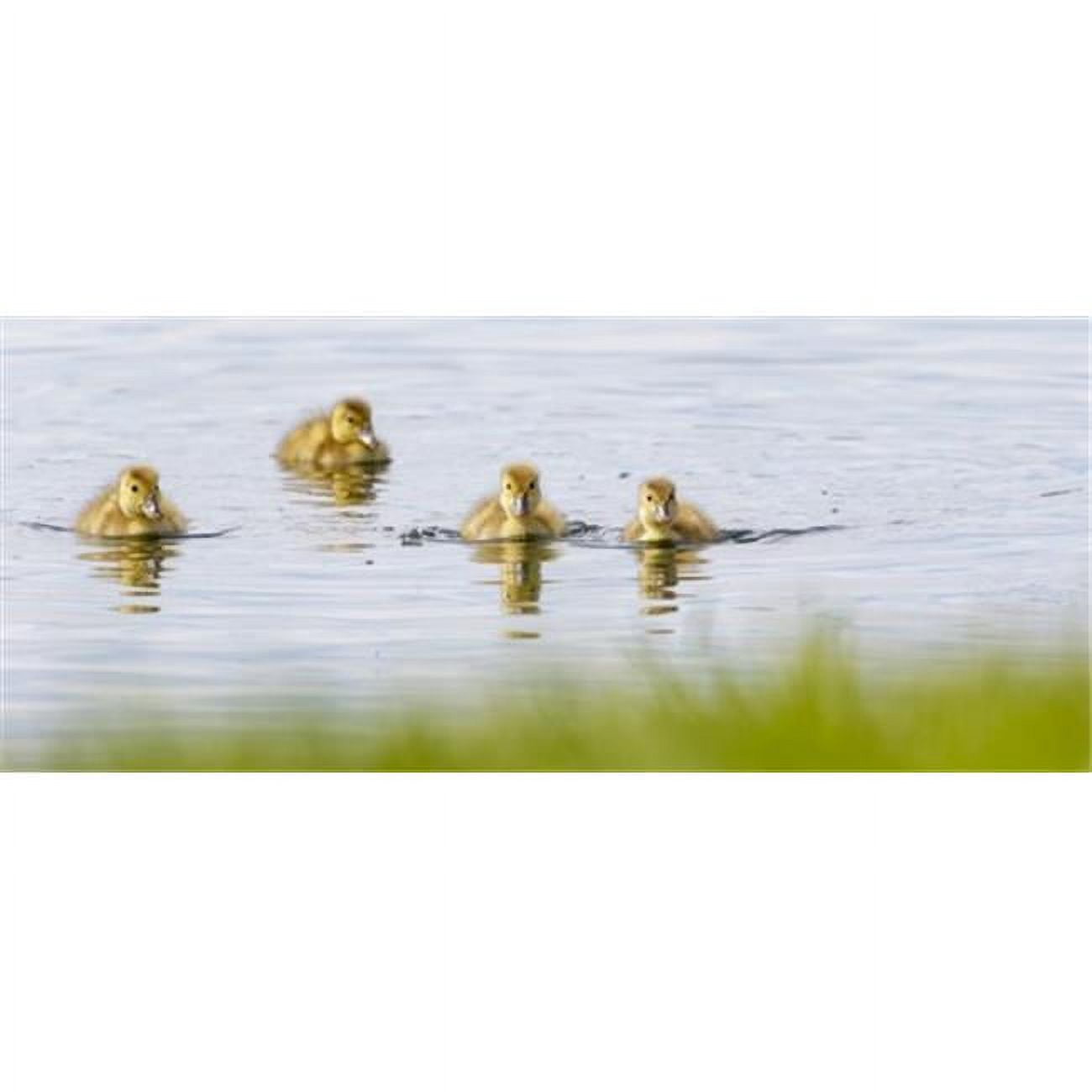 Posterazzi DPI12305423 Inquisitive Ducklings - Baie-Du-Febvre Quebec ...