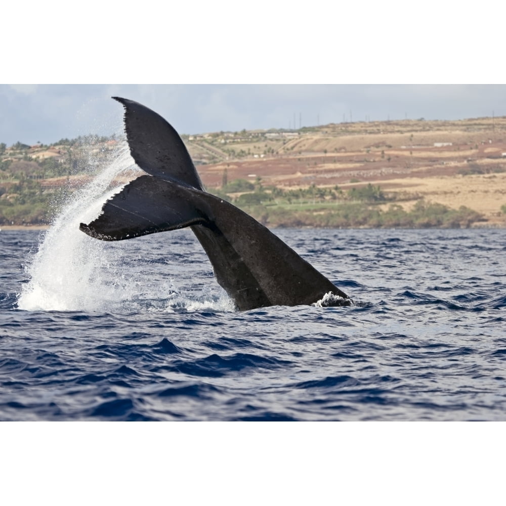 Posterazzi DPI12305824 A Whales Tail Splashing Above The Surface of The Water & The Coastline of ...