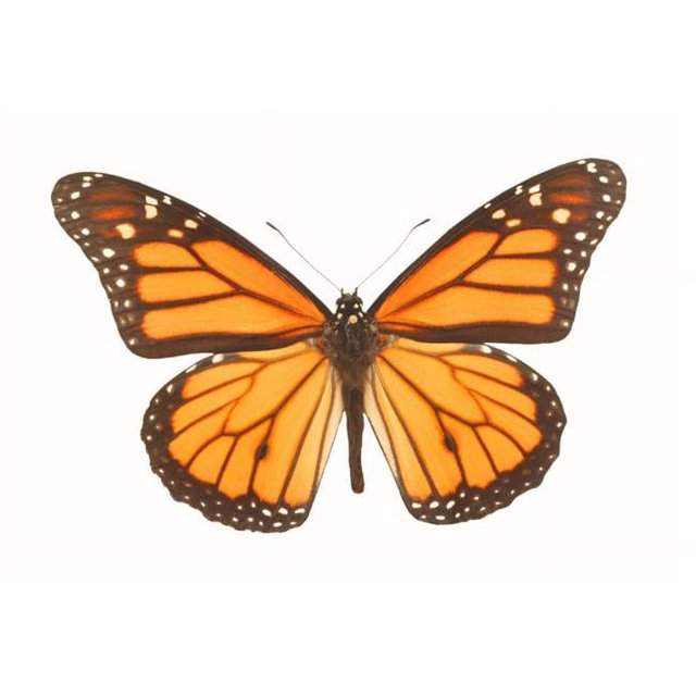 Posterazzi DPI1769006LARGE Closeup of A Butterfly Poster Print by Don ...