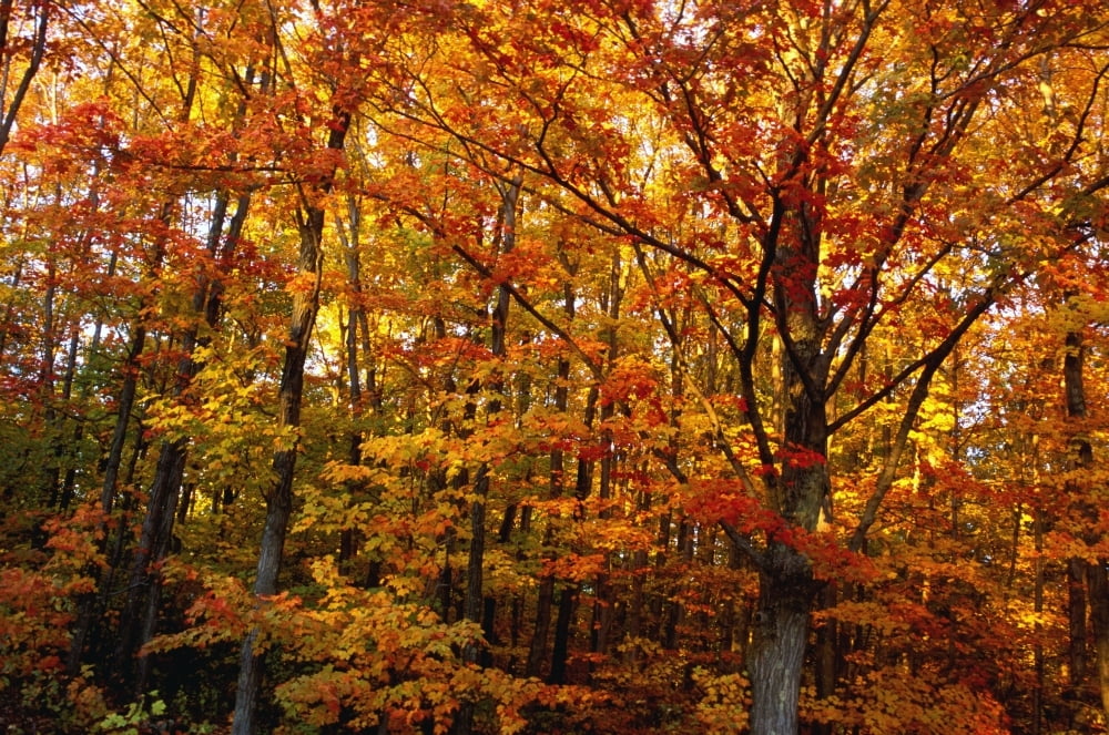Posterazzi DPI1781615 Fall Leaves On Trees Poster Print by David ...
