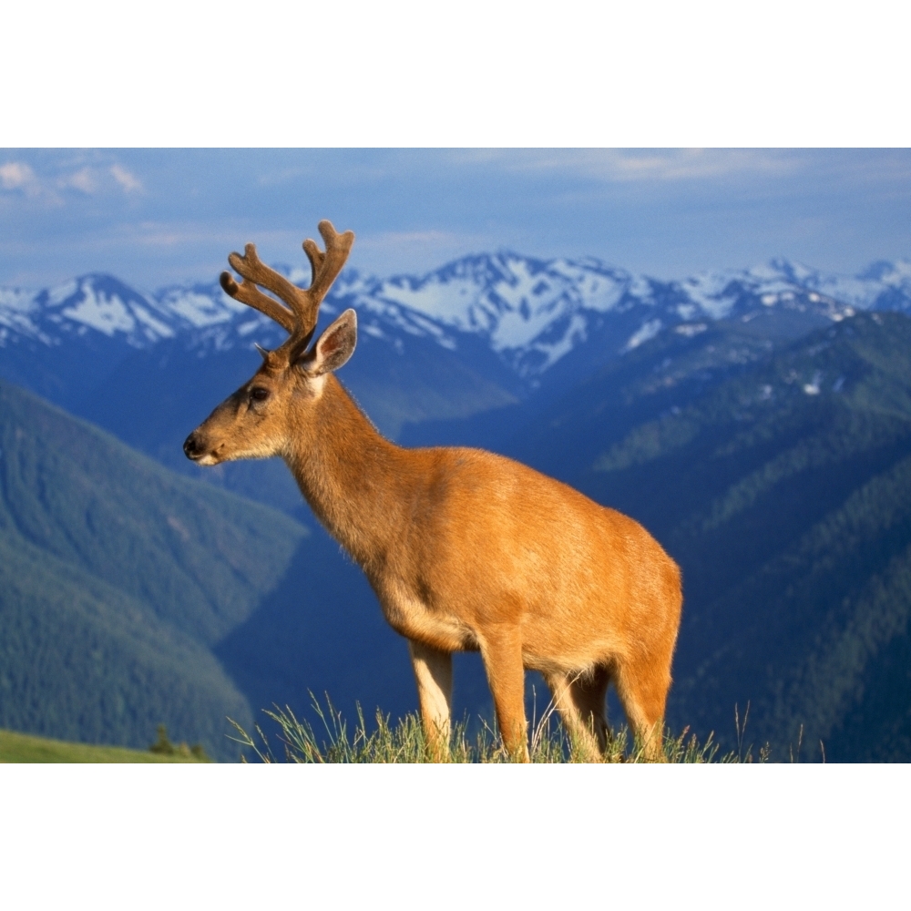 Posterazzi DPI1783818 Deer with Antlers Mountain Range in Background ...