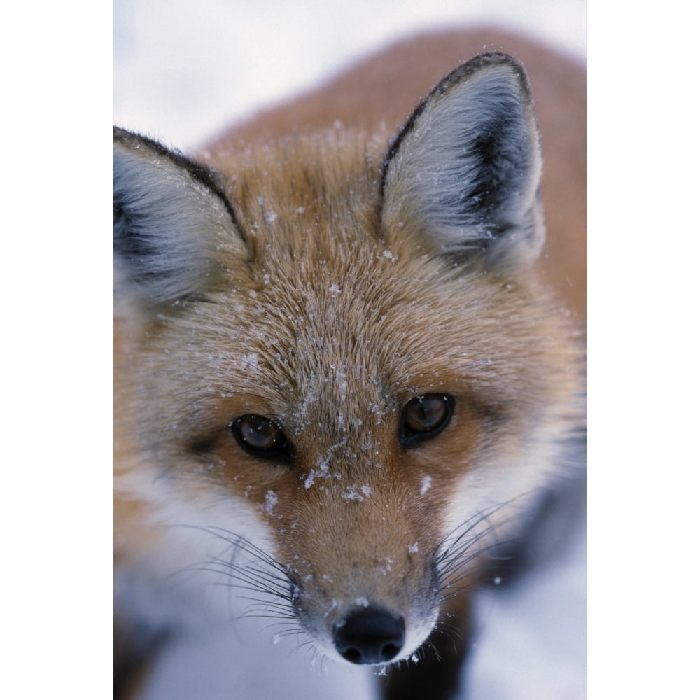 Posterazzi DPI1784680 Portrait of Adult Red Fox Poster Print by Natural ...