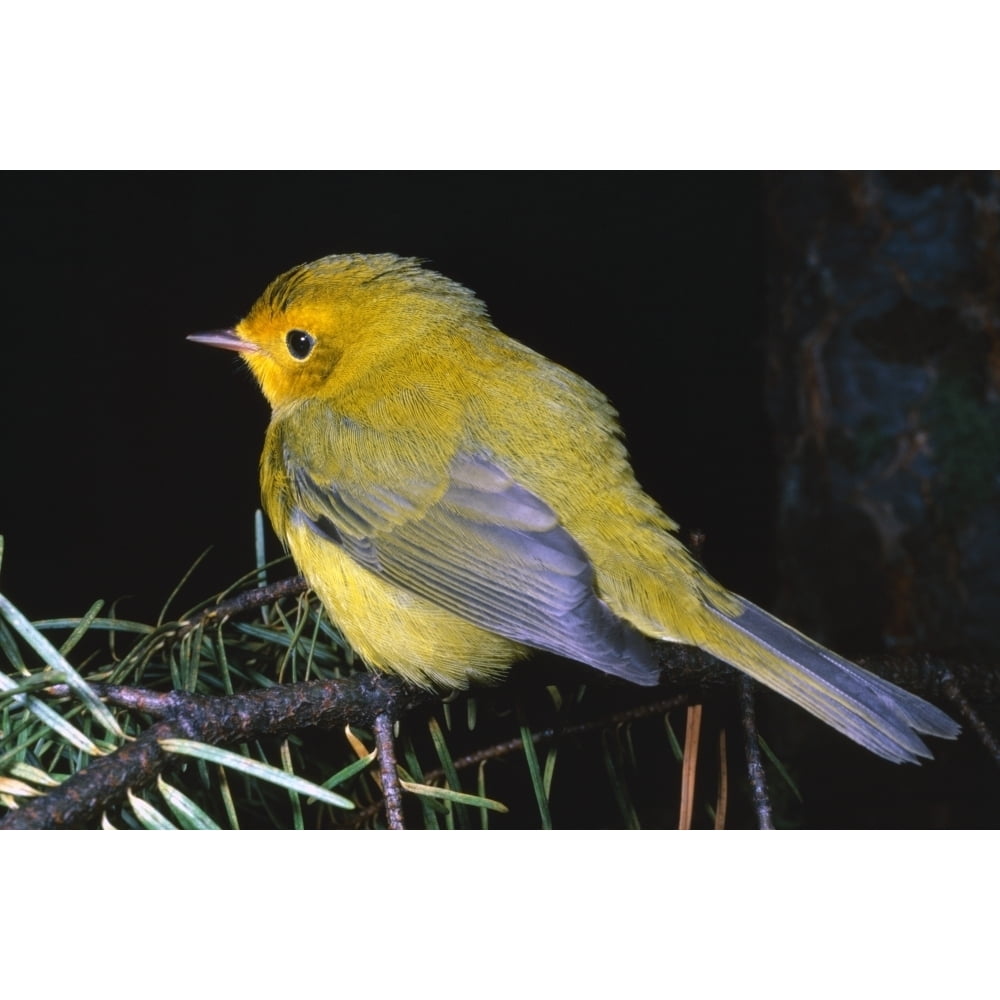 Posterazzi DPI1784759 Yellow Warbler Poster Print by Natural Selection ...
