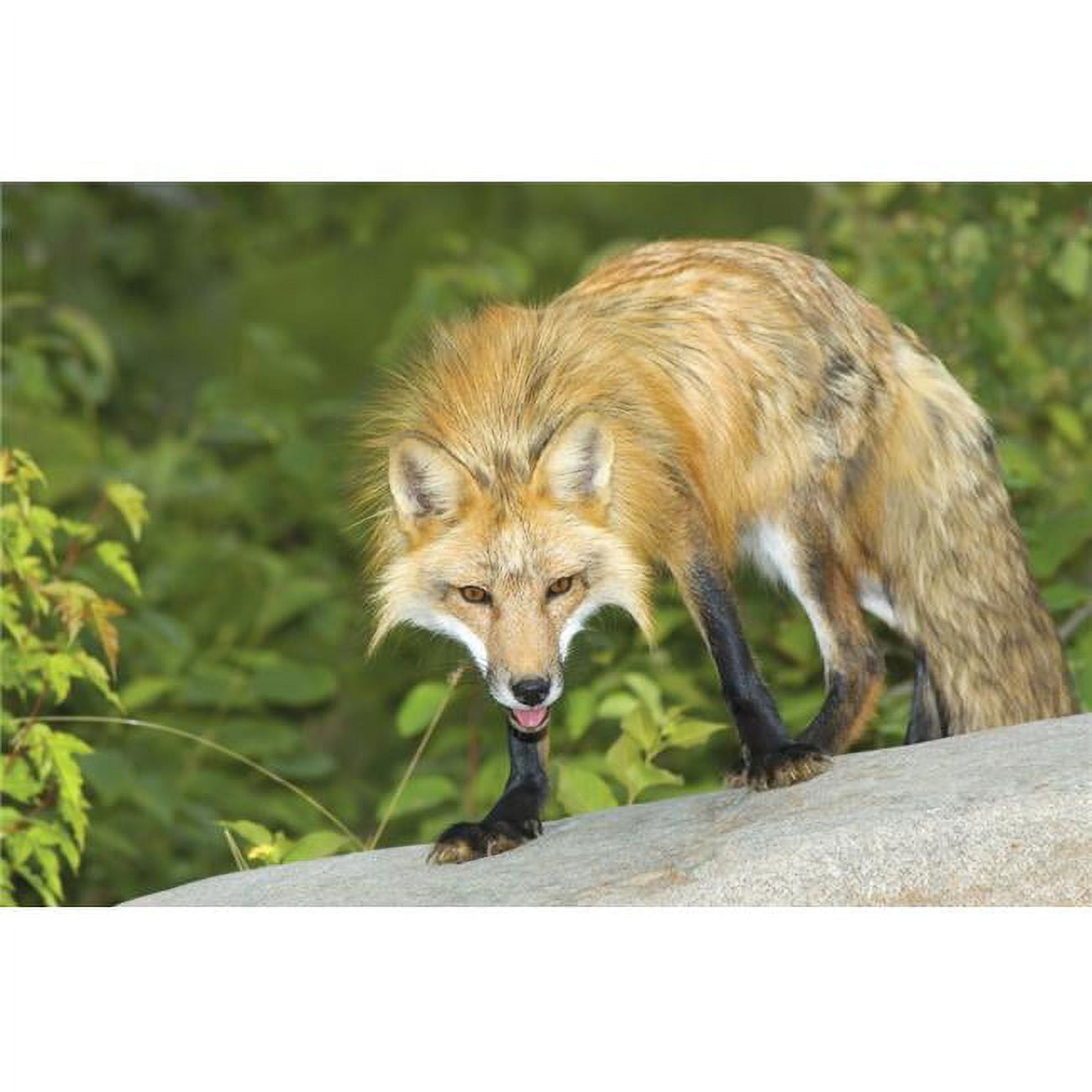 Posterazzi DPI1787252 Red Fox Poster Print by John Pitcher, 17 x 11 ...
