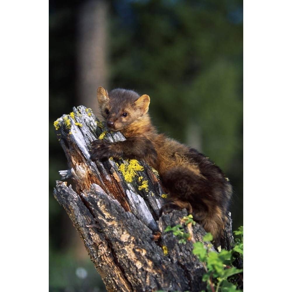 Posterazzi DPI1787783 Marten Martes Americana On Mossy Tree Stump ...