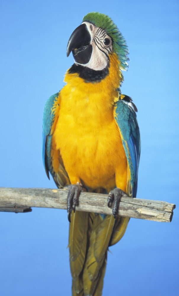 Posterazzi DPI1788805LARGE Blue-And-Gold Macaw Poster Print by Natural ...