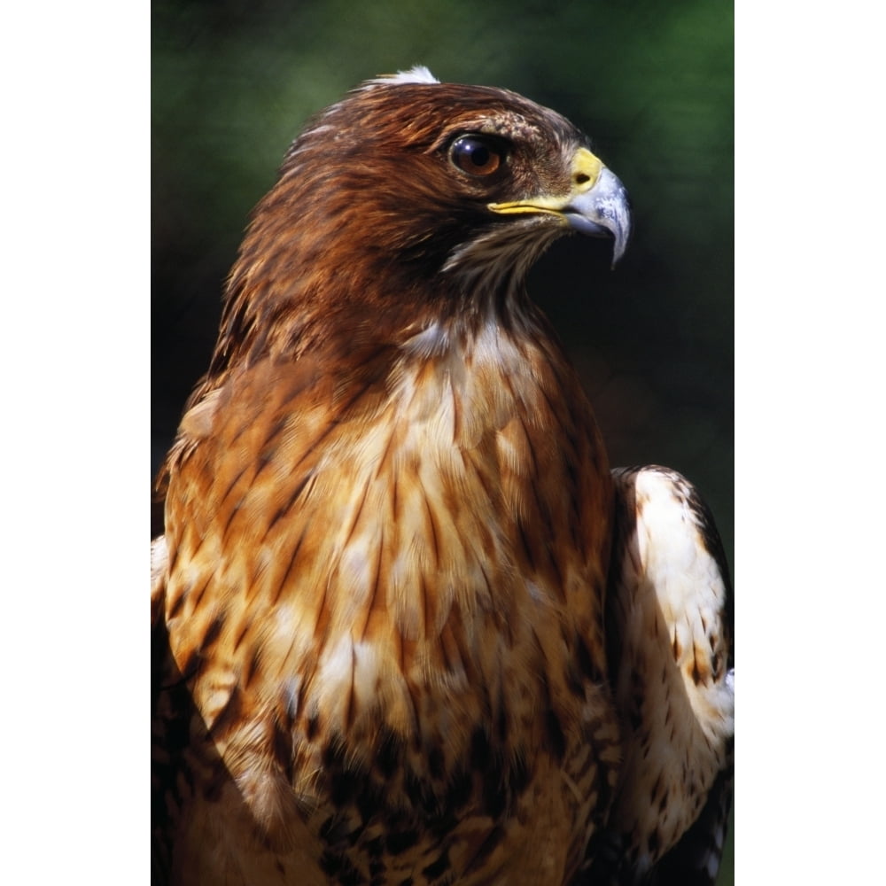 Posterazzi DPI1788904 Red Tailed Hawk Poster Print by Natural Selection ...
