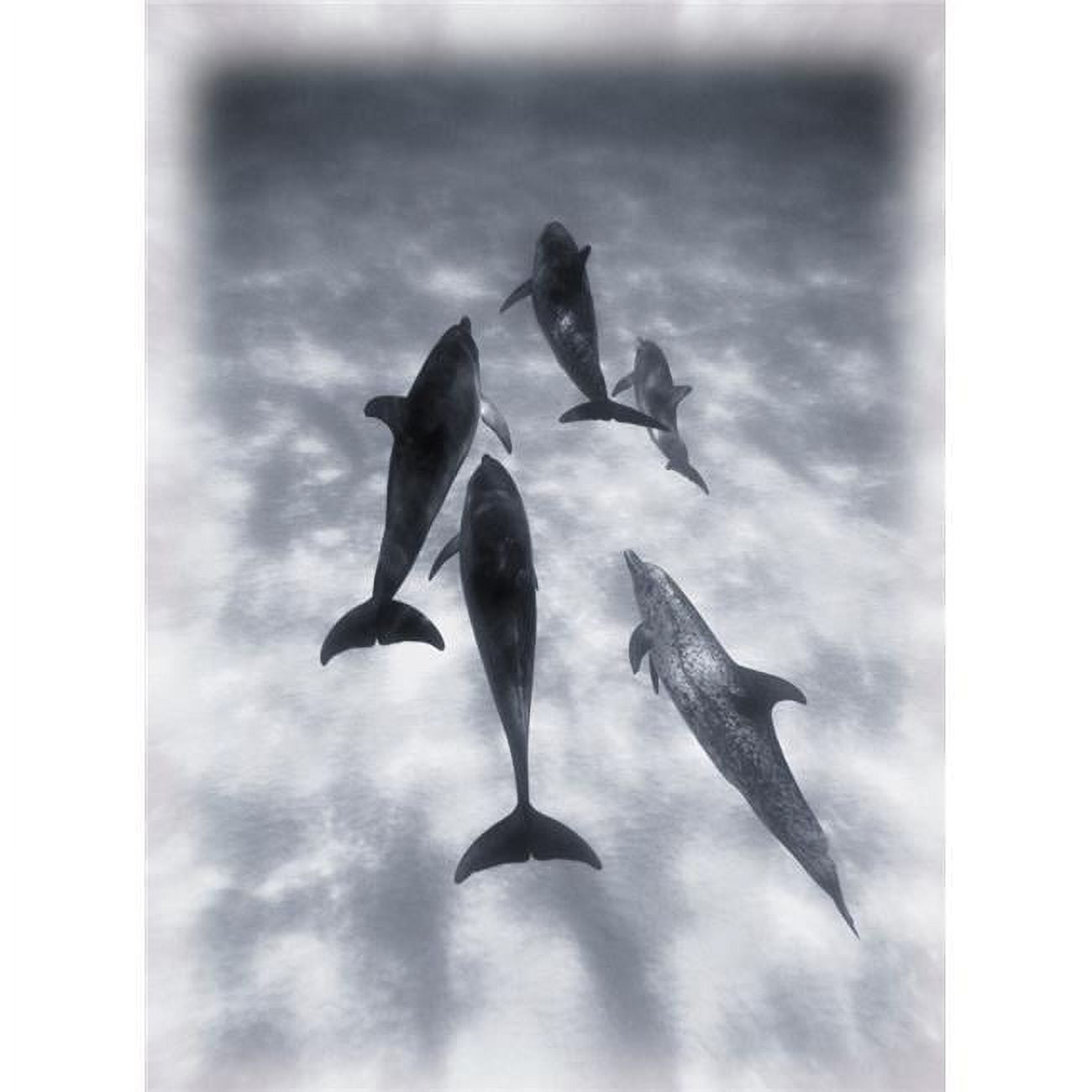 Posterazzi DPI1790703 Atlantic Spotted Dolphins Poster Print by Carson ...