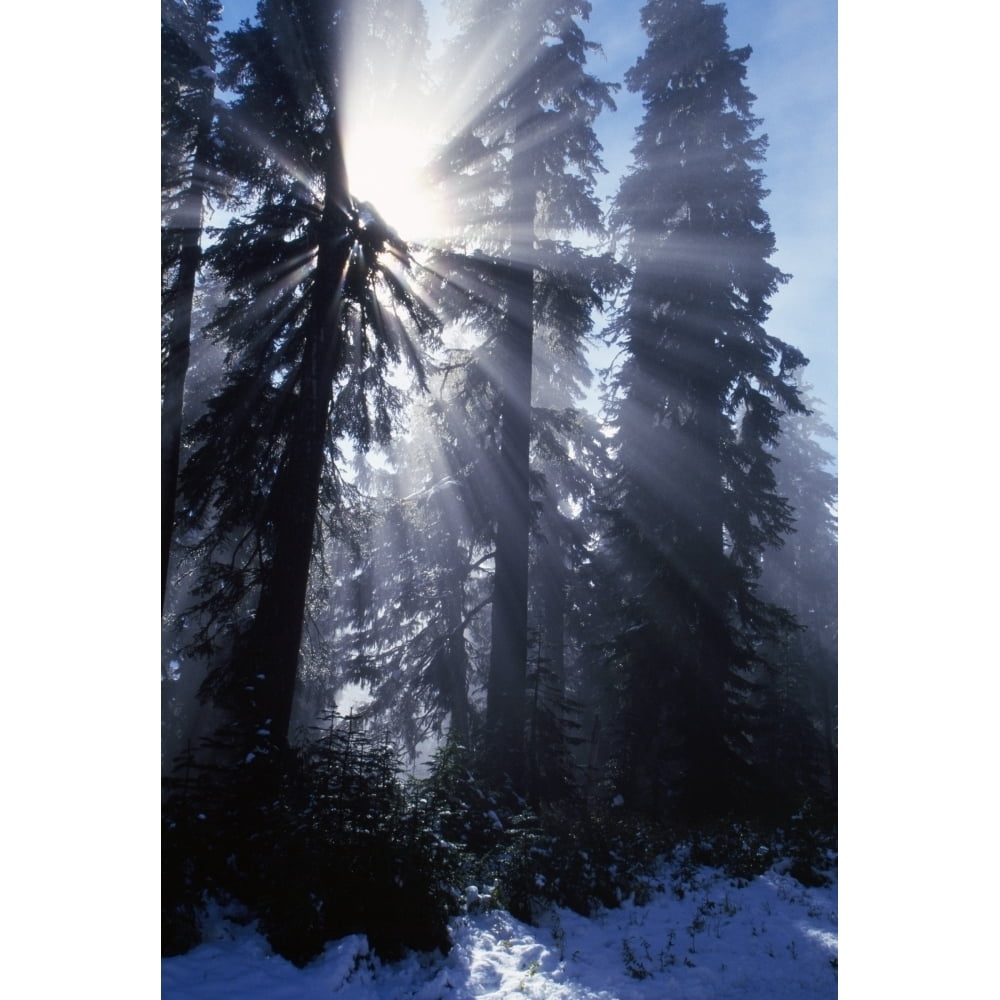 Posterazzi DPI1790752LARGE Sunbeams Through Pine Trees Poster Print by ...