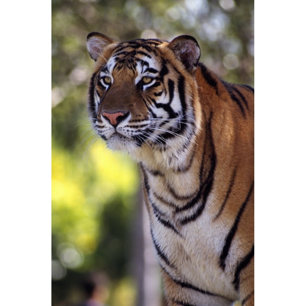 Posterazzi DPI1792615 Bengal Tiger Poster Print by Natural Selection ...