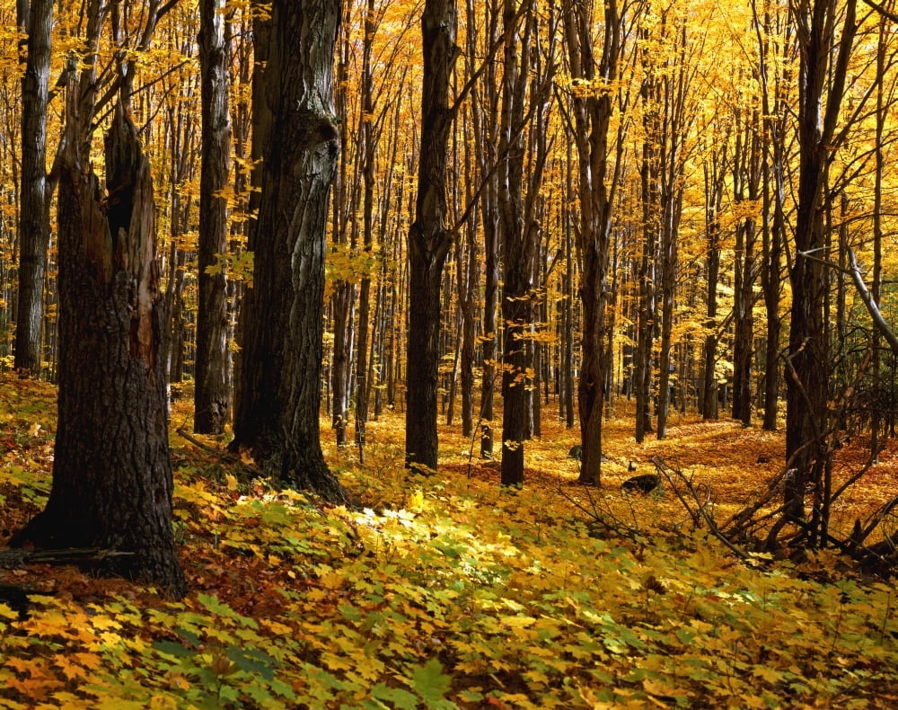 Posterazzi DPI1800265LARGE Autumn Forest Poster Print by Natural ...