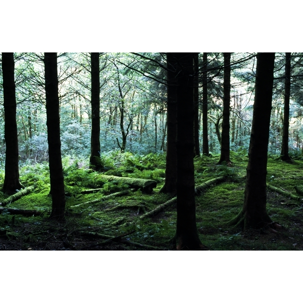 Posterazzi DPI1821394 A Forest in Highlands Scotland Poster Print by ...