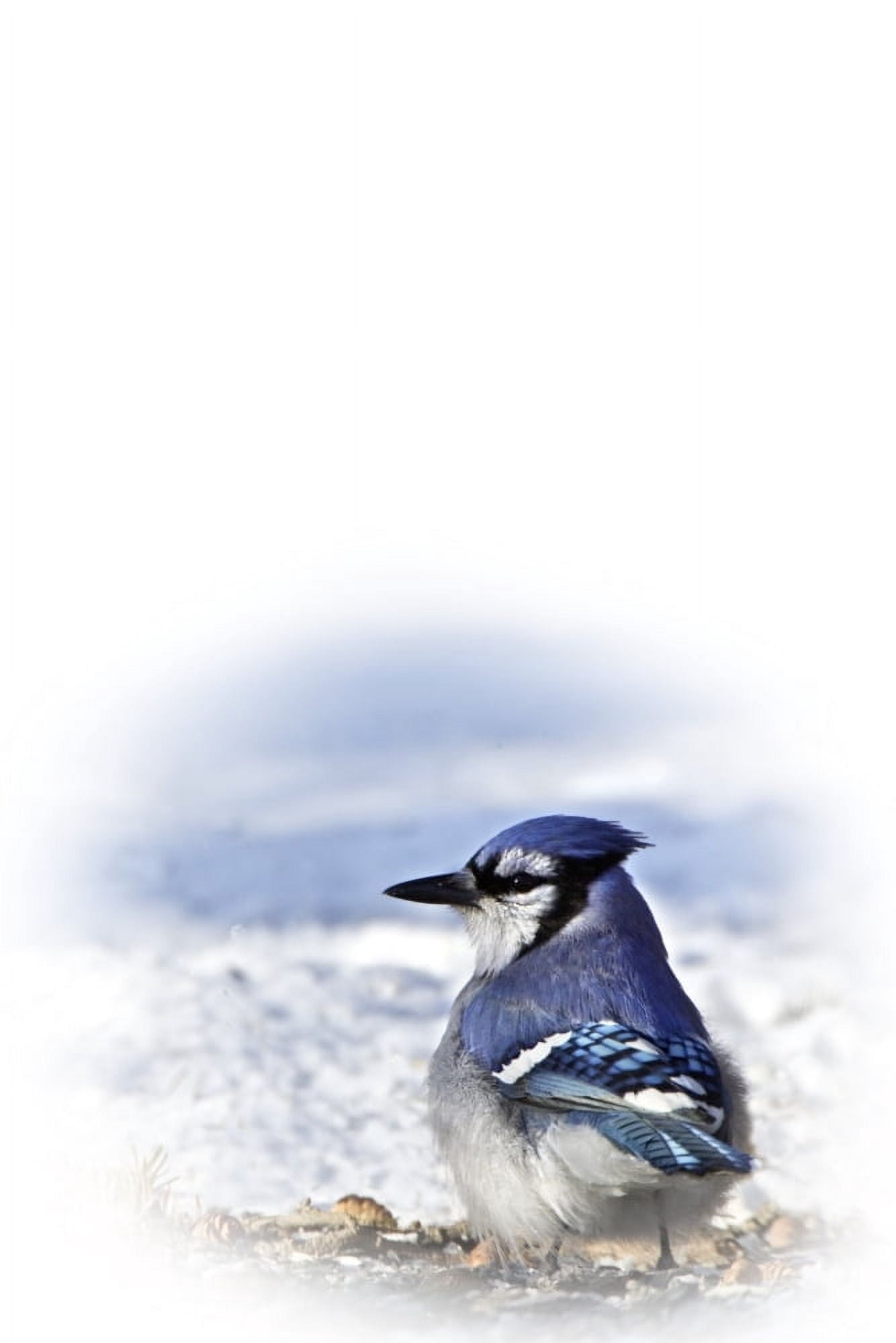 Posterazzi DPI1823926 Blue Jay Poster Print by Richard Wear, 11 x 17 ...