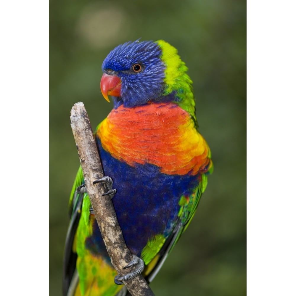Posterazzi DPI1830993 Swainsons Lorikeet Poster Print by Craig Tuttle ...