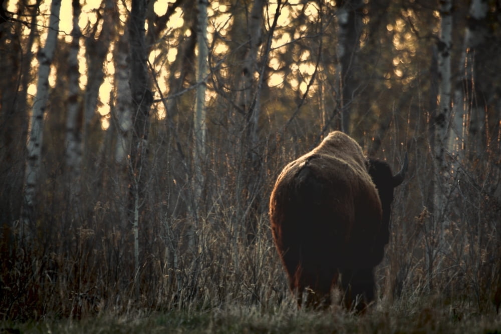 Posterazzi DPI1832667 Rear View of One Buffalo Poster Print, 18 x 12 ...