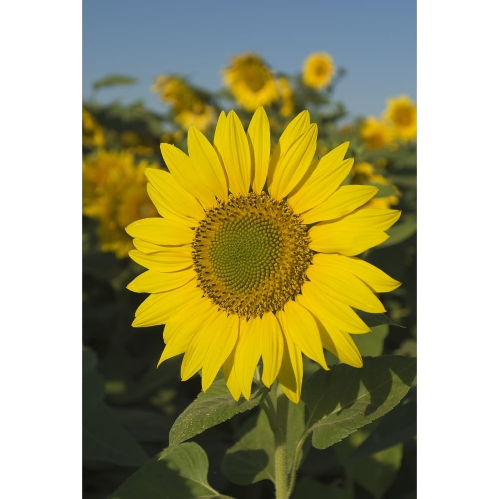 Posterazzi DPI1834425LARGE Sunflower Poster Print, Large - 22 x 34 ...
