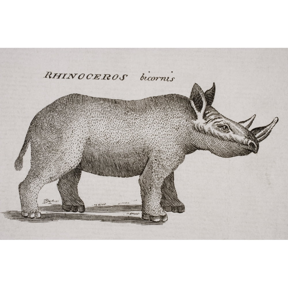 Posterazzi DPI1857270LARGE Rhinoceros Bicornis. Engraved by P. Halpin ...