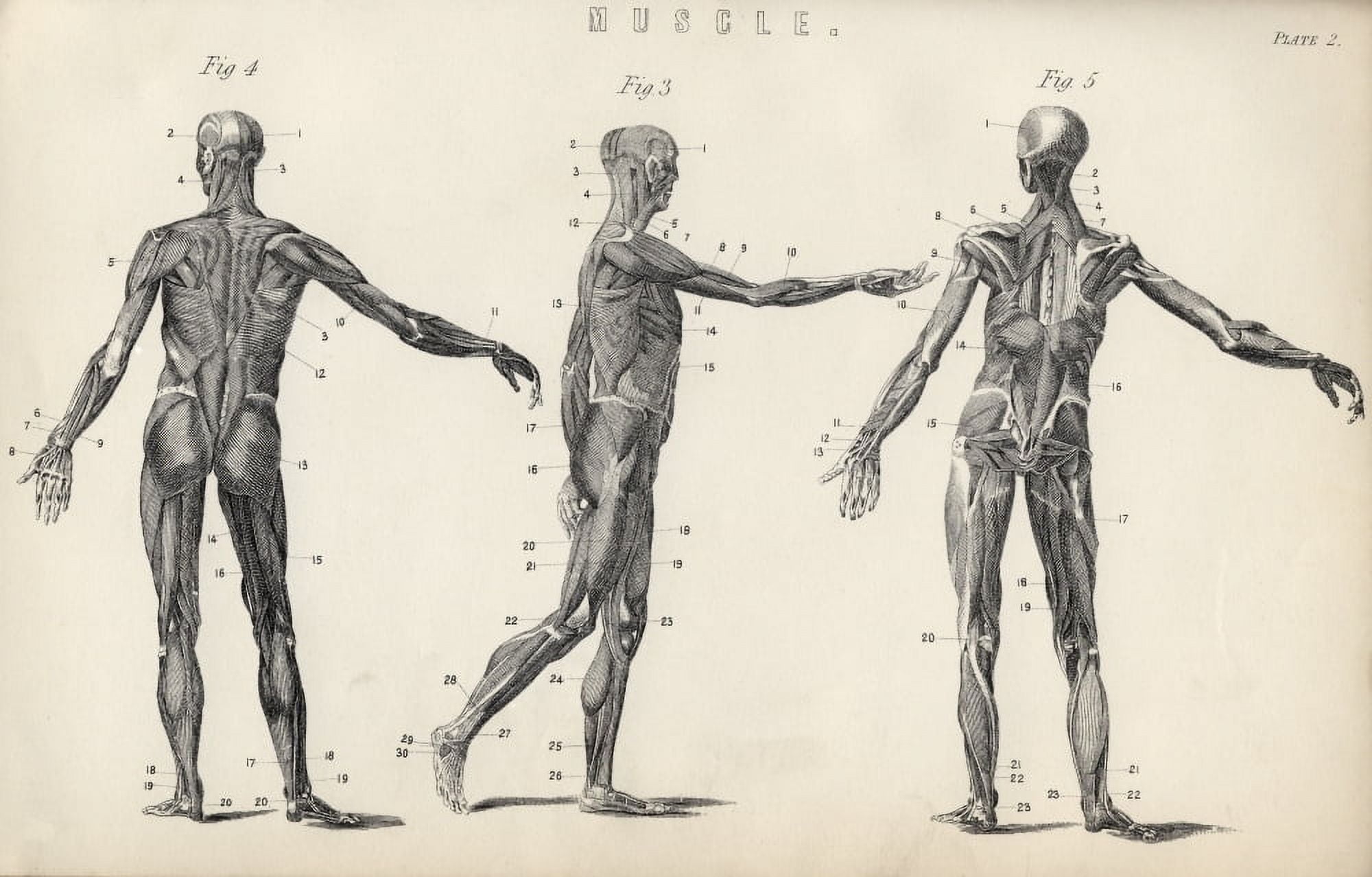 Posterazzi DPI1861894 Structure of Muscles In Male Human Body From the ...