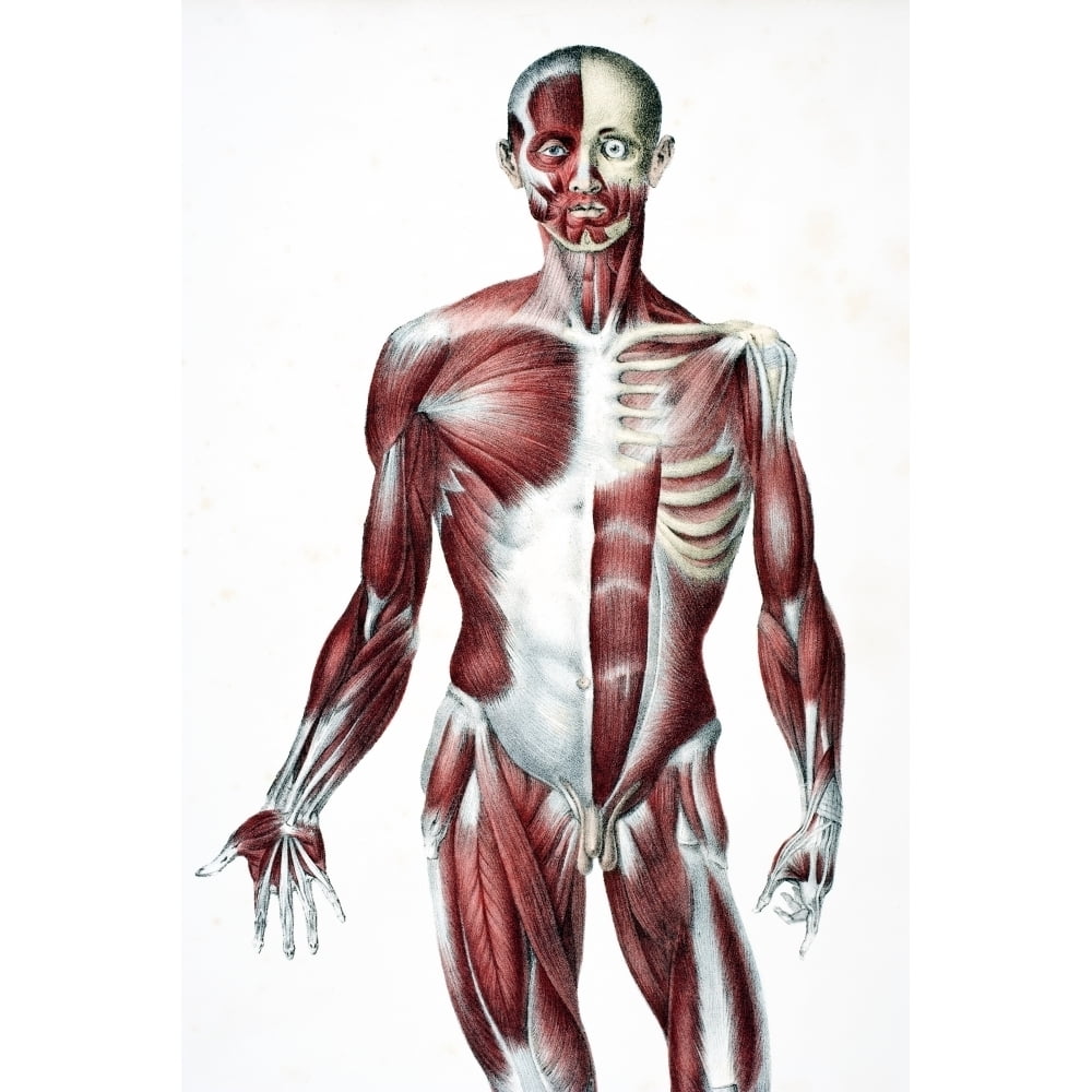 Posterazzi DPI1862430LARGE Front of the Male Human Body Showing Muscles ...