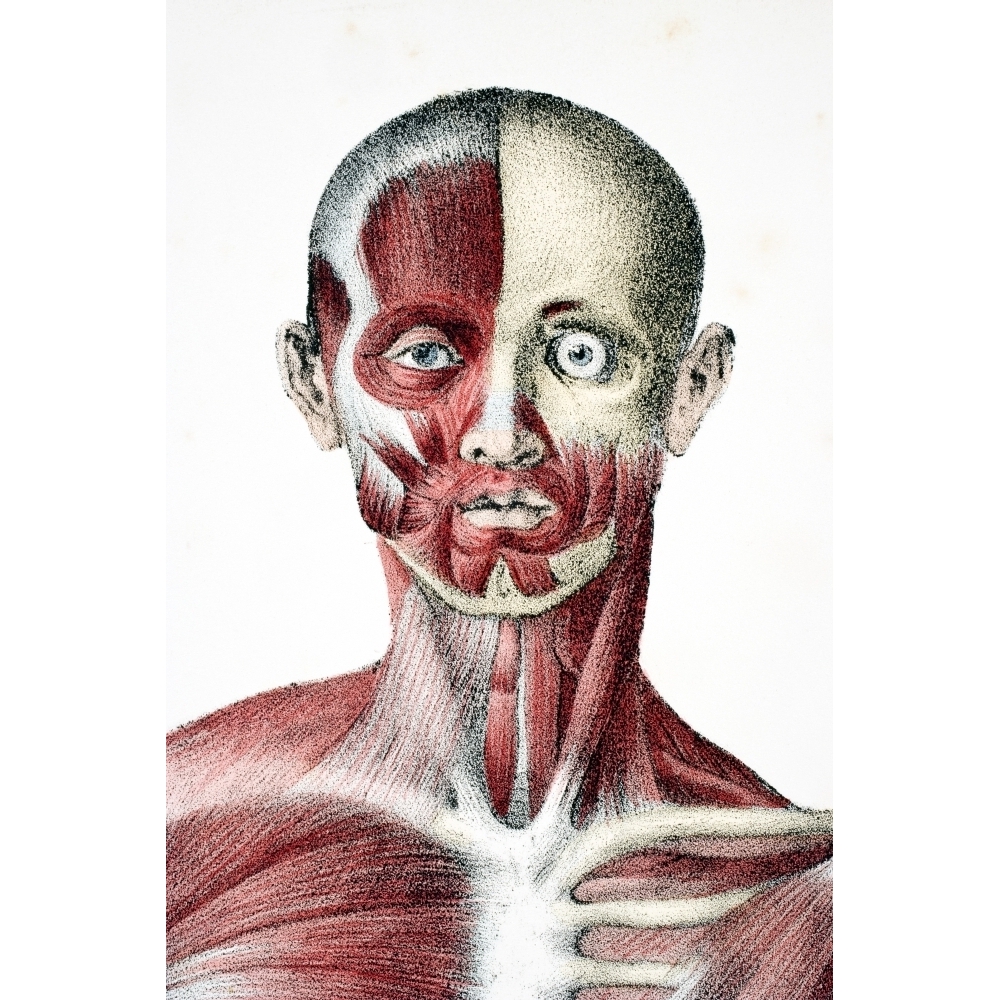 Posterazzi DPI1862431LARGE Head & Shoulders of the Male Human Body ...