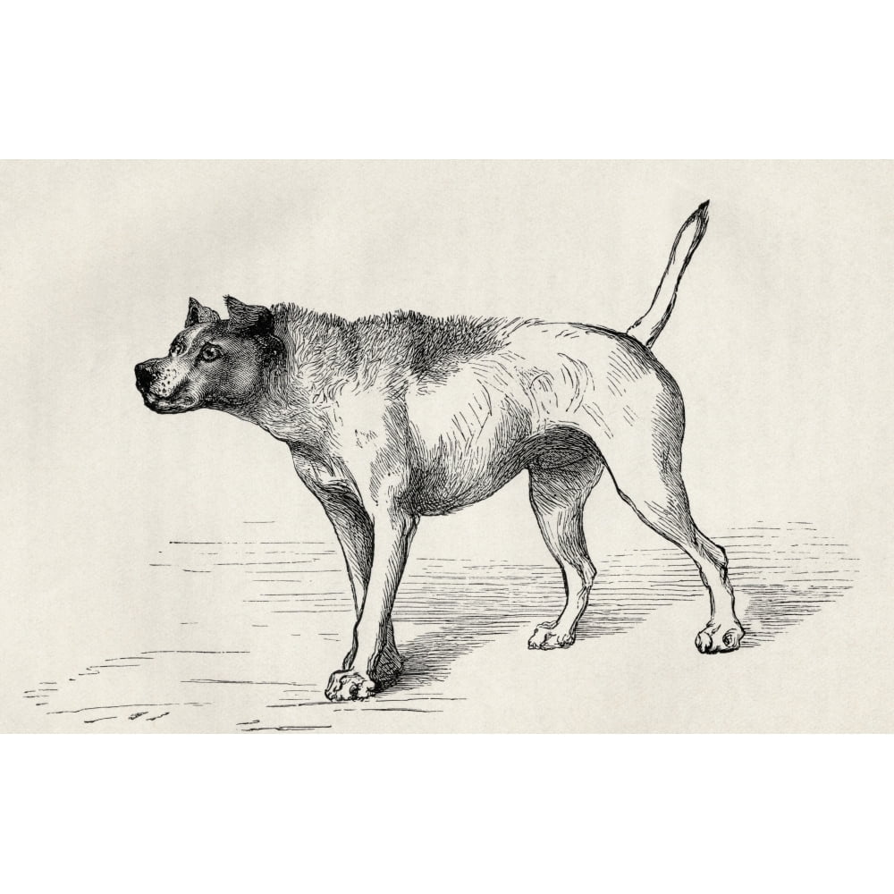 Posterazzi DPI1862844LARGE Dog Approaching Another Dog with Hostile ...