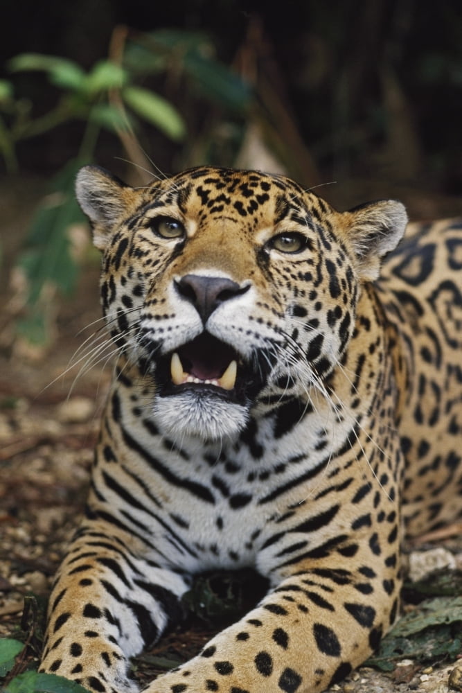 Posterazzi DPI1865372 Jaguar Panthera Onca Belize Poster Print, 12 x 19 ...