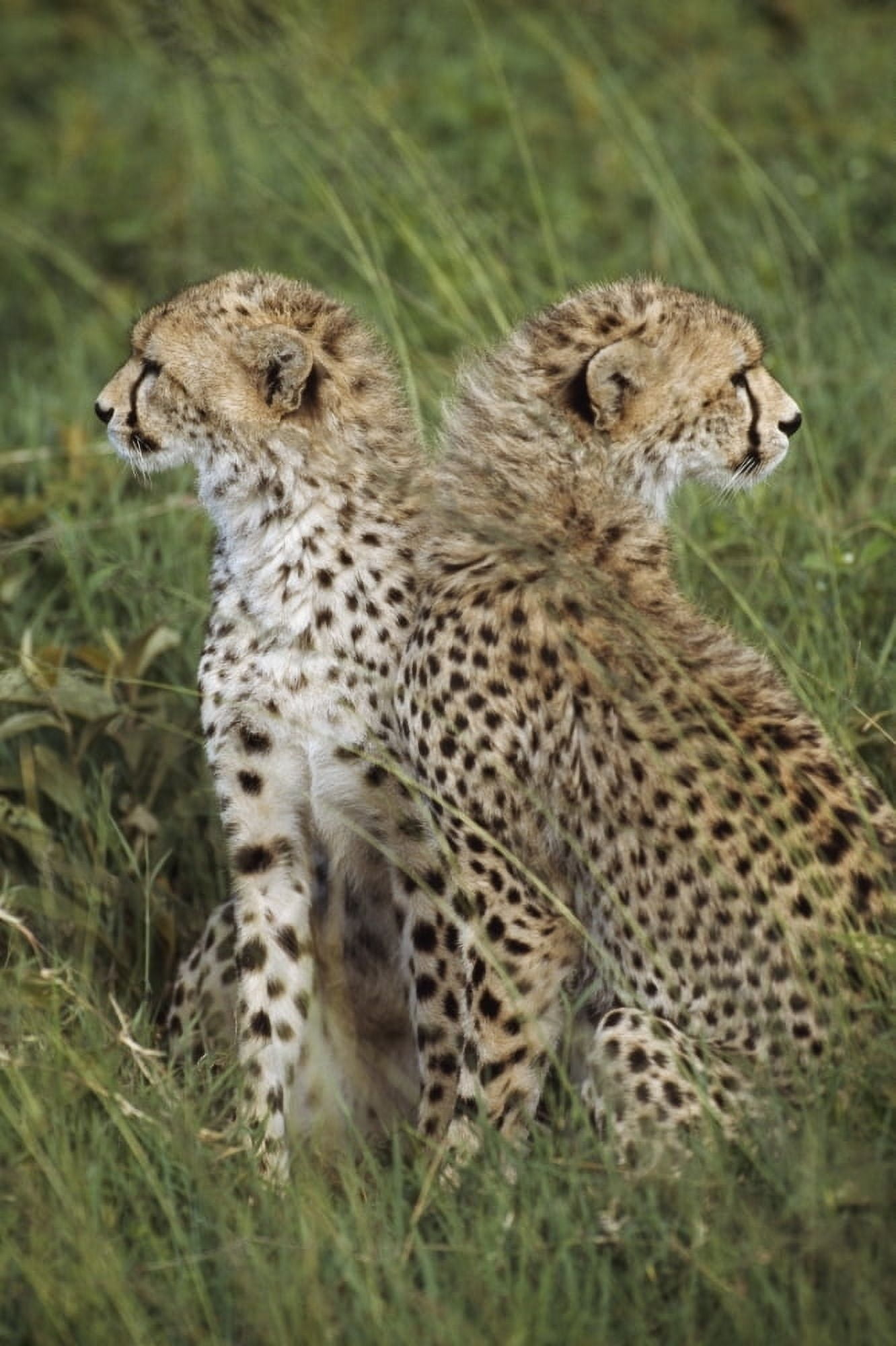 Posterazzi DPI1865404 Young Cheetahs In Grassland Habitat Africa Poster ...