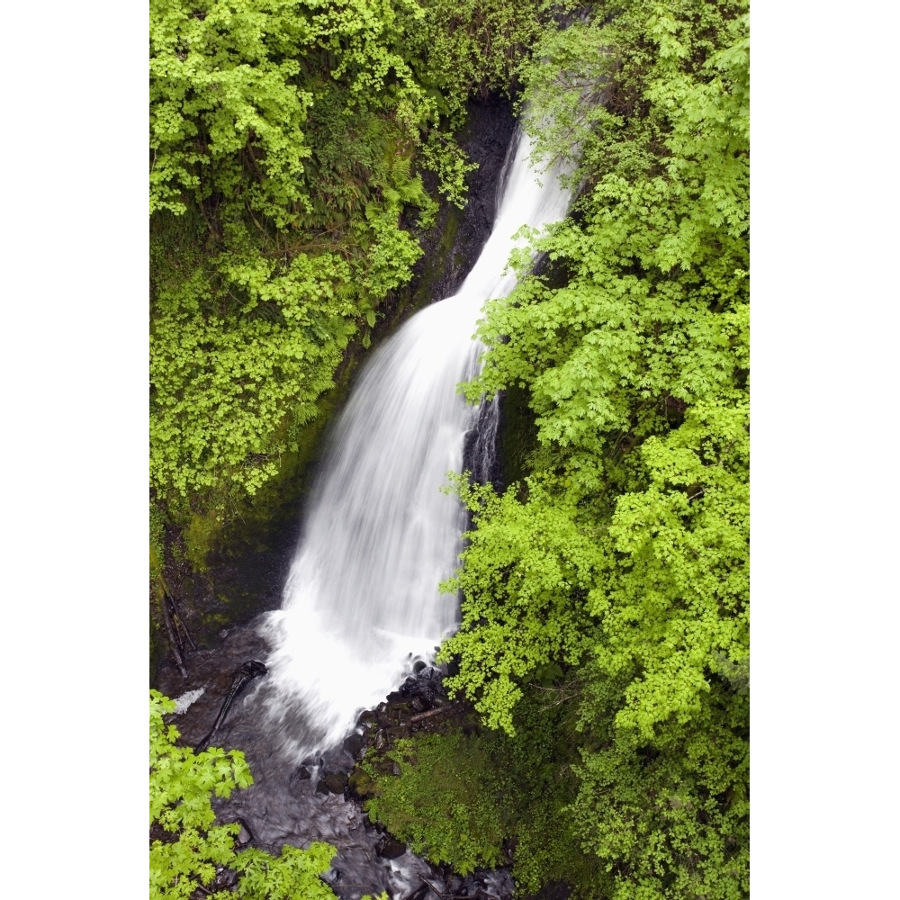 Posterazzi DPI1876267 Oregon, United States of America - Lush Green ...