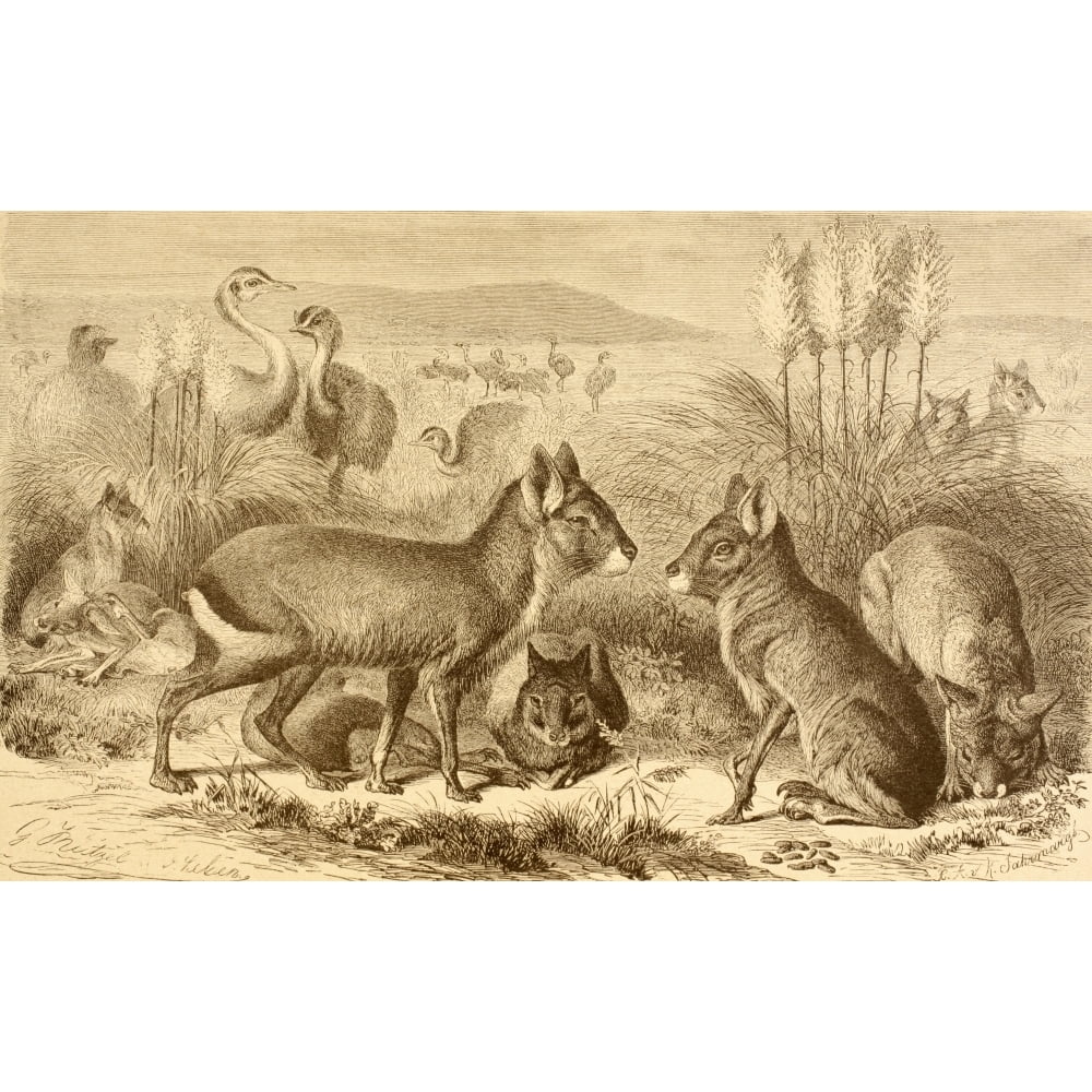 Posterazzi DPI1877769 A Family of Patagonian Maras Or Patagonian Cavies ...