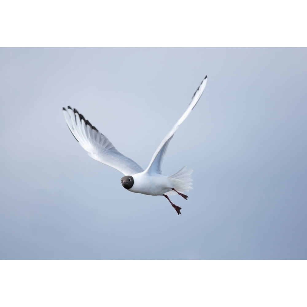 Posterazzi DPI1878147LARGE A Bird In Flight - Amble, Northumberland ...