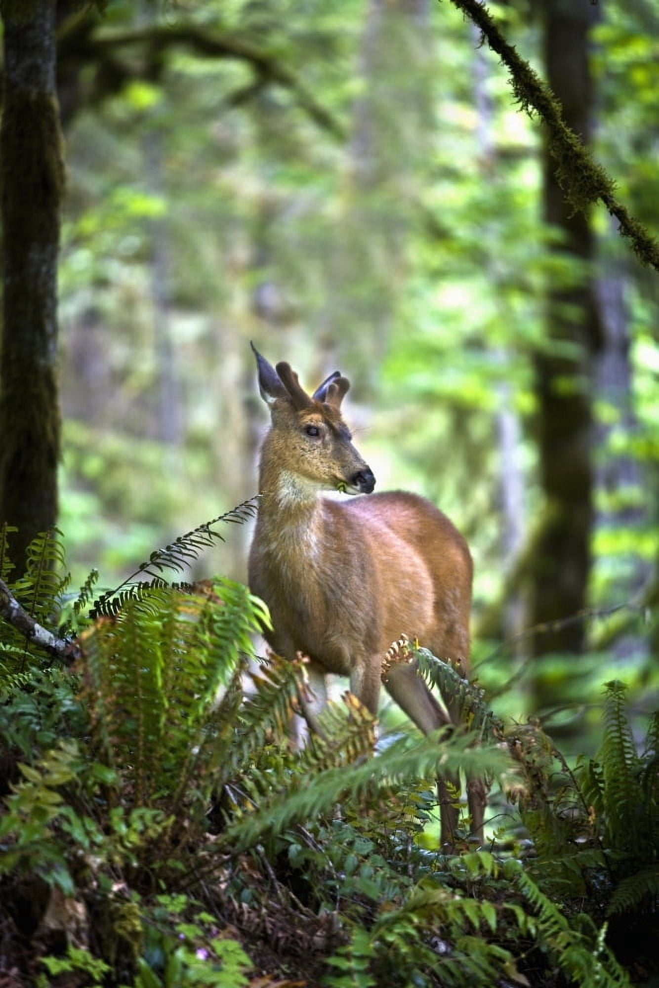 Posterazzi DPI1881378LARGE White-Tailed Deer Odocoileus Virginianus ...