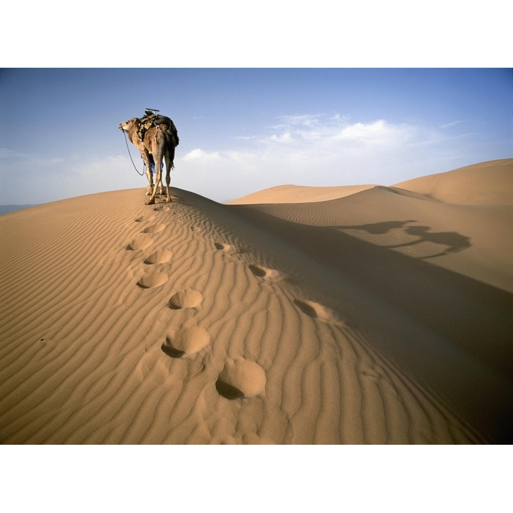 Posterazzi DPI1885482LARGE Blue Man Tribe of Saharan Traders with Camel ...