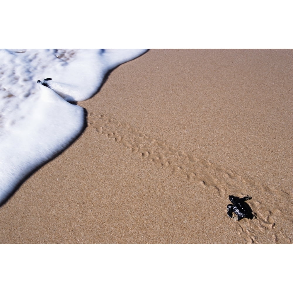 Posterazzi DPI1886188LARGE Little Turtle Walking Towards The Sea ...