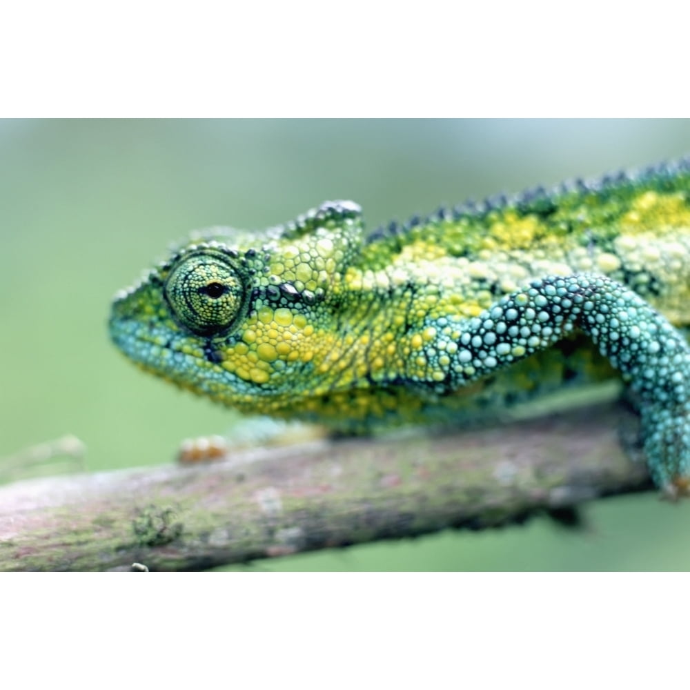 Posterazzi DPI1886279LARGE Chameleon In The Forests of Mt Meru, Close Up Poster Print, 38 x 24 ...