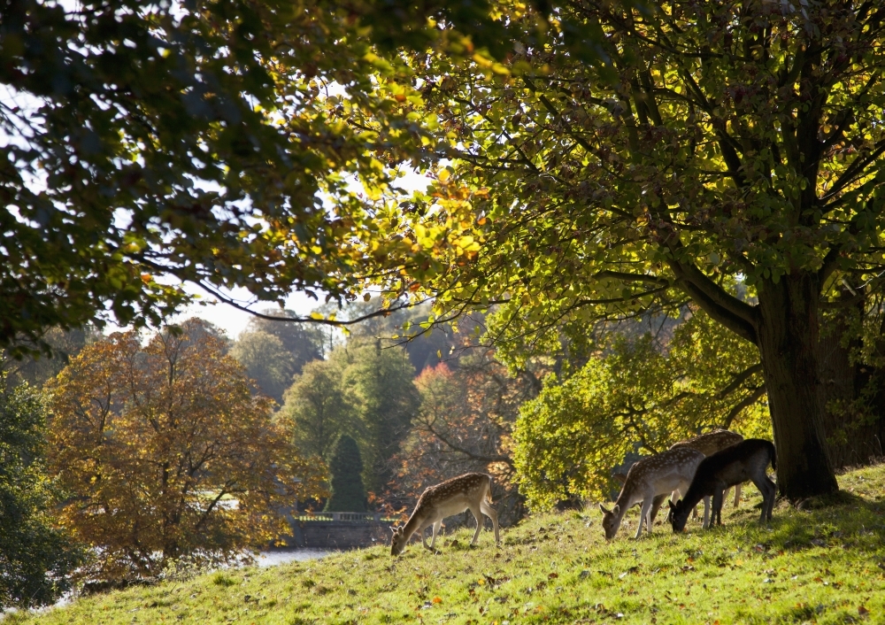 Posterazzi DPI1890866 Deer Cervidae Grazing On The Grass By Water ...