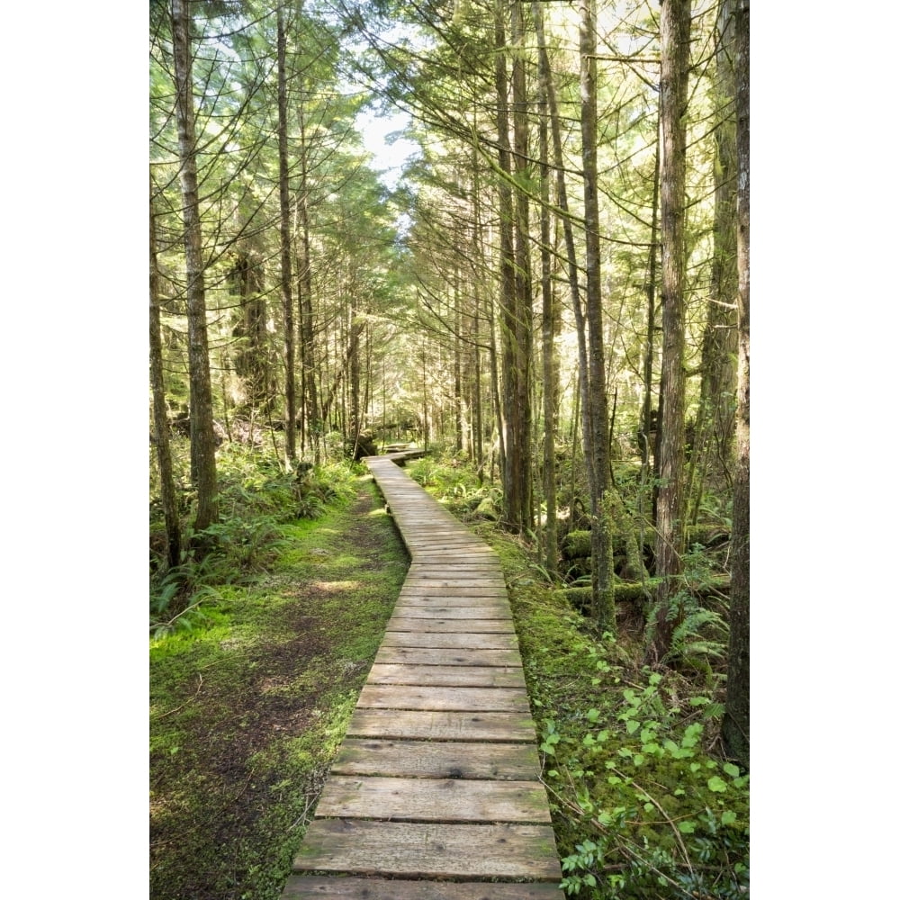 Posterazzi Forest Walk Pacific Rim National Park - Vancouver Island ...