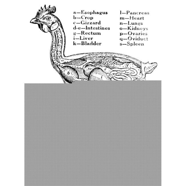 Posterazzi Historic Anatomical Illustration of A Hens Organs From The ...
