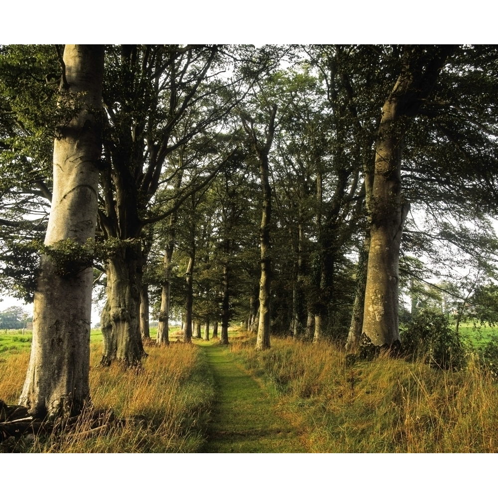 Posterazzi Larchill Arcadian Garden County Kildare Ireland - Pathway in ...